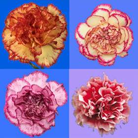Bi-color Carnations Long 300 | Kabox