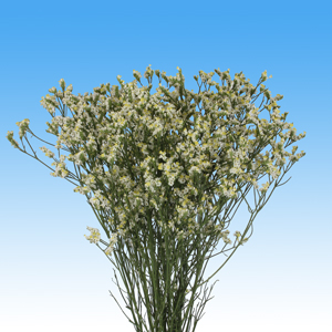 Limonium White 240 Stems | Camimia