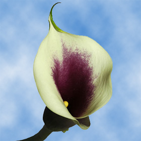 Mini Calla Lilies White Purple Calla Lily Flowers | Global Rose