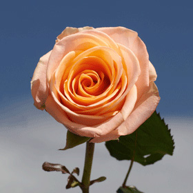 Vibrant Peachy Pink Roses | Global Rose