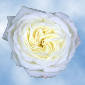 Garden Rose Alabaster 72 Roses | Miva