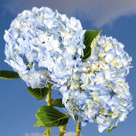 Beautiful Blue Hydrangea Flowers | Global Rose