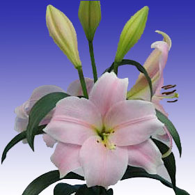 Beautiful Pink Asiatic Lilies | Global Rose