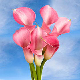 Beautiful Purple Mini Calla Lily Flowers | Global Rose