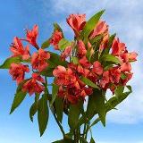 Best Super Red Alstroemeria Flowers | Global Rose