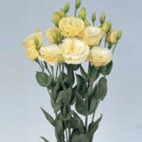 Beautiful Yellow Creme Lisianthus Flowers | Global Rose