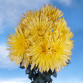 Beautiful Yellow Fuji Spider Mums | Global Rose