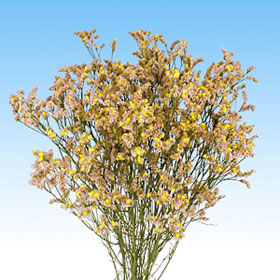 Beautiful Yellow Limonium Flowers | Global Rose
