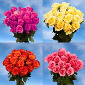 Best Dozens of Assorted Colored Roses | Global Rose
