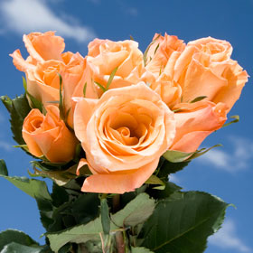 Best Orange Rose Florist | Global Rose