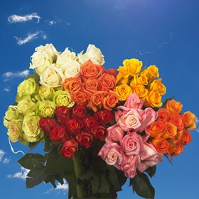 Best Roses | Global Rose