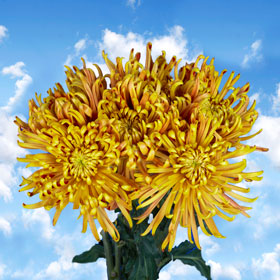 Pom Poms Bronze Fuji Spider 50 Flowers | Vindu