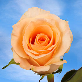 Buy Peachy Roses | Global Rose