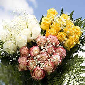 Buy Your Choice of Dozen Color Roses | Global Rose