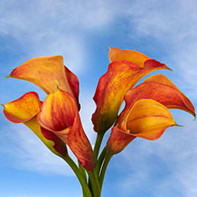 Beautiful Mango Orange Mini Calla Lily Flowers | Global Rose