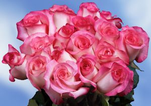 Carrousel Roses Long 75 | Eimba