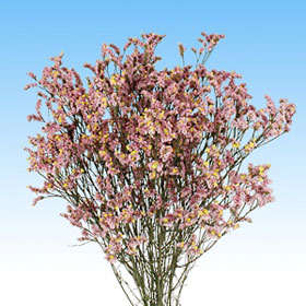 Cheap Pink Limonium Flowers | Global Rose