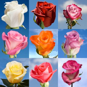 Choose Your Quantity of Roses | Global Rose