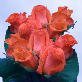 Cut Coral Roses Wholesale Discount Roses Dark Orange Roses | Global Rose