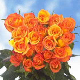 Dark Orange Roses Flowers | Global Rose