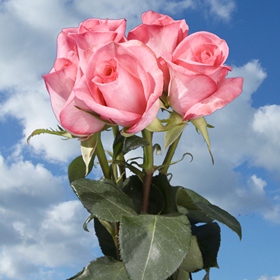 Dark Pink Rose Delivery | Global Rose