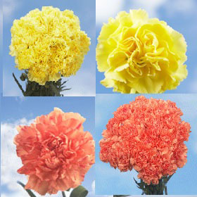 Discounted Fall Colored Carnation Flowers | Global Rose