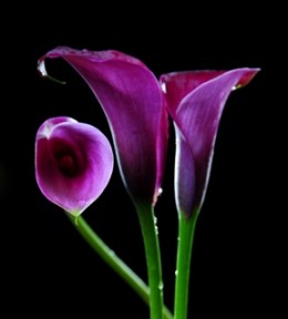 Mini Calla Purple 120 Flowers | Tekfly