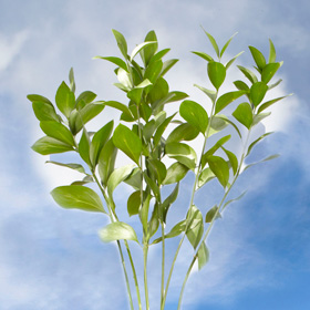 Fresh Ruscus Leaves | Global Rose