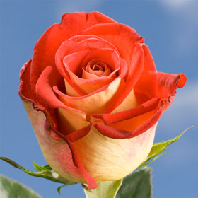 Friendship Rose | Global Rose