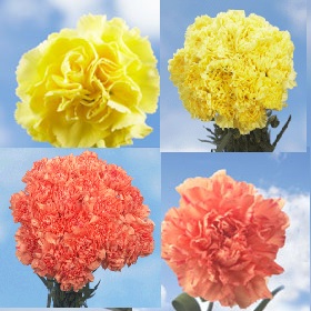 Fall Color Carnations 200 | Vindu