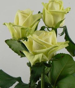 Green Tee Roses Long 75 | Vindu