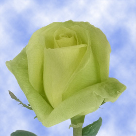 Light Green 100 Roses to Send Best Place to Buy Roses Online | Global Rose
