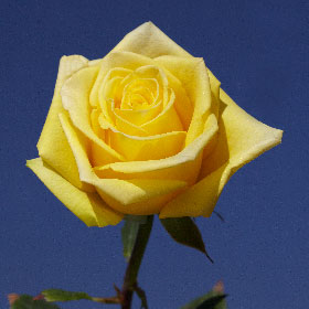 Long Stem Bulk Yellow Roses | Global Rose