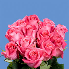 Long Stem Deep Pink Roses | Global Rose