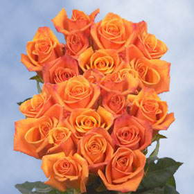 Long Stem Yellow Roses with Orange Tips | Global Rose