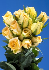 Skyline Roses 250 | Myvee