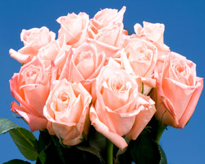 Engagement Super Premium Roses 125 | Vootz