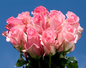 Priceless Roses Long 150 | Vootz