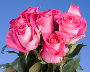 Sweet Unique Roses 250 | Flowers