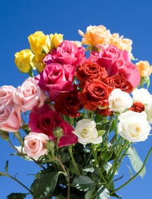 8 Dozen Assorted Color Spray Roses | Vindu