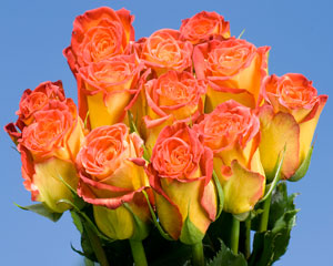 Circus Roses 200 | Twizio