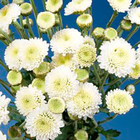 Pom Poms Assorted White Button 36 Flowers | Blogblab