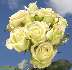 Jade Roses 100 | Voonu