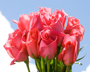 Schoking Versilia Roses 100 | Brightvine