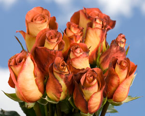 Leonidas Roses Long 150 | Twilia