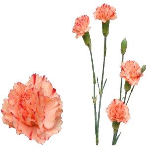 Orange Spray Carnations 160 | Voonu