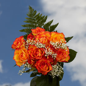 Dozen Roses Bi-Color | Global Rose