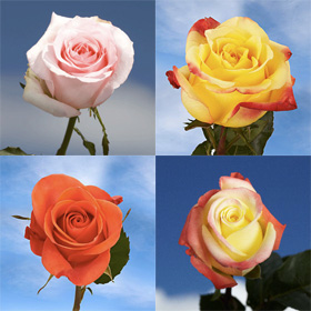 Multicolor Rose | Global Rose
