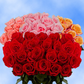 Next Day Delivery Premium Red and Color Roses | Global Rose