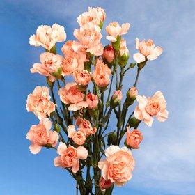 Orange Mini Carnations Vibrant | Global Rose
